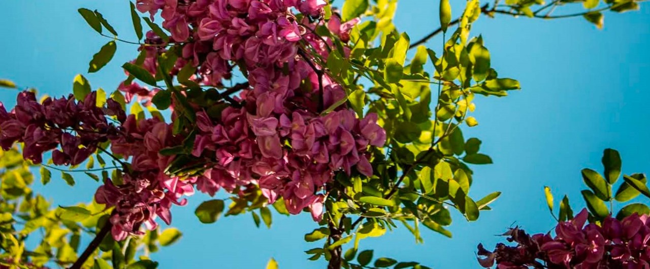 El garante - La Casa del Padre